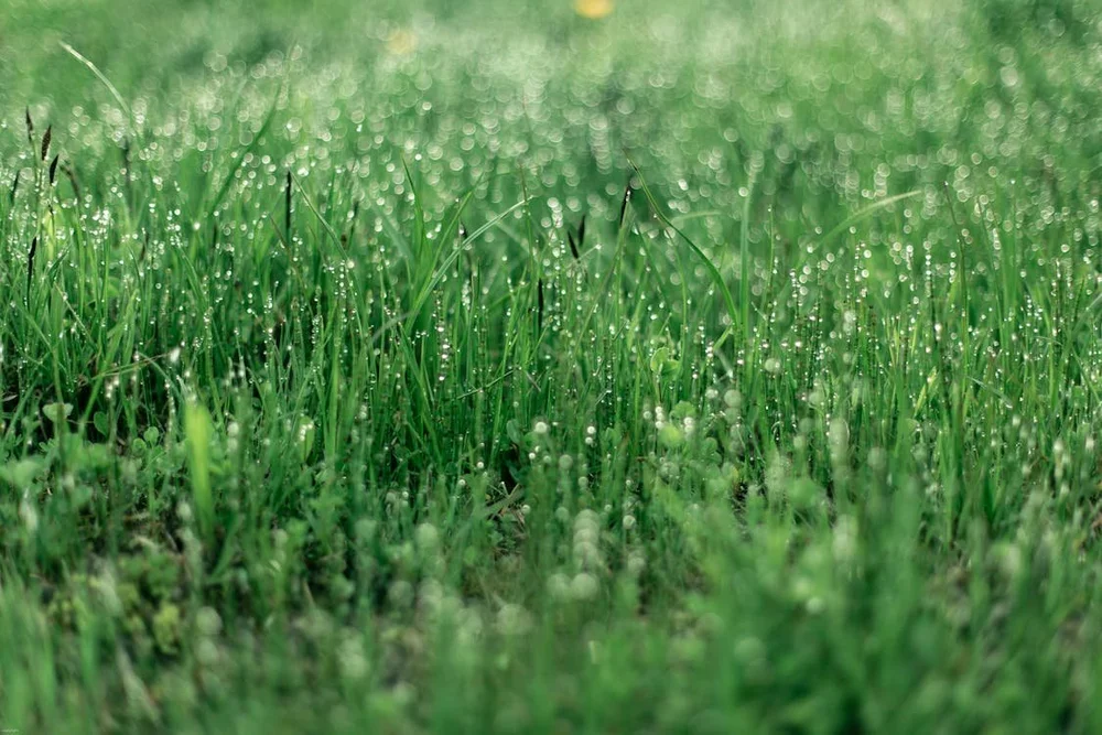 Can You Cut Grass in the Rain? Expert Advice