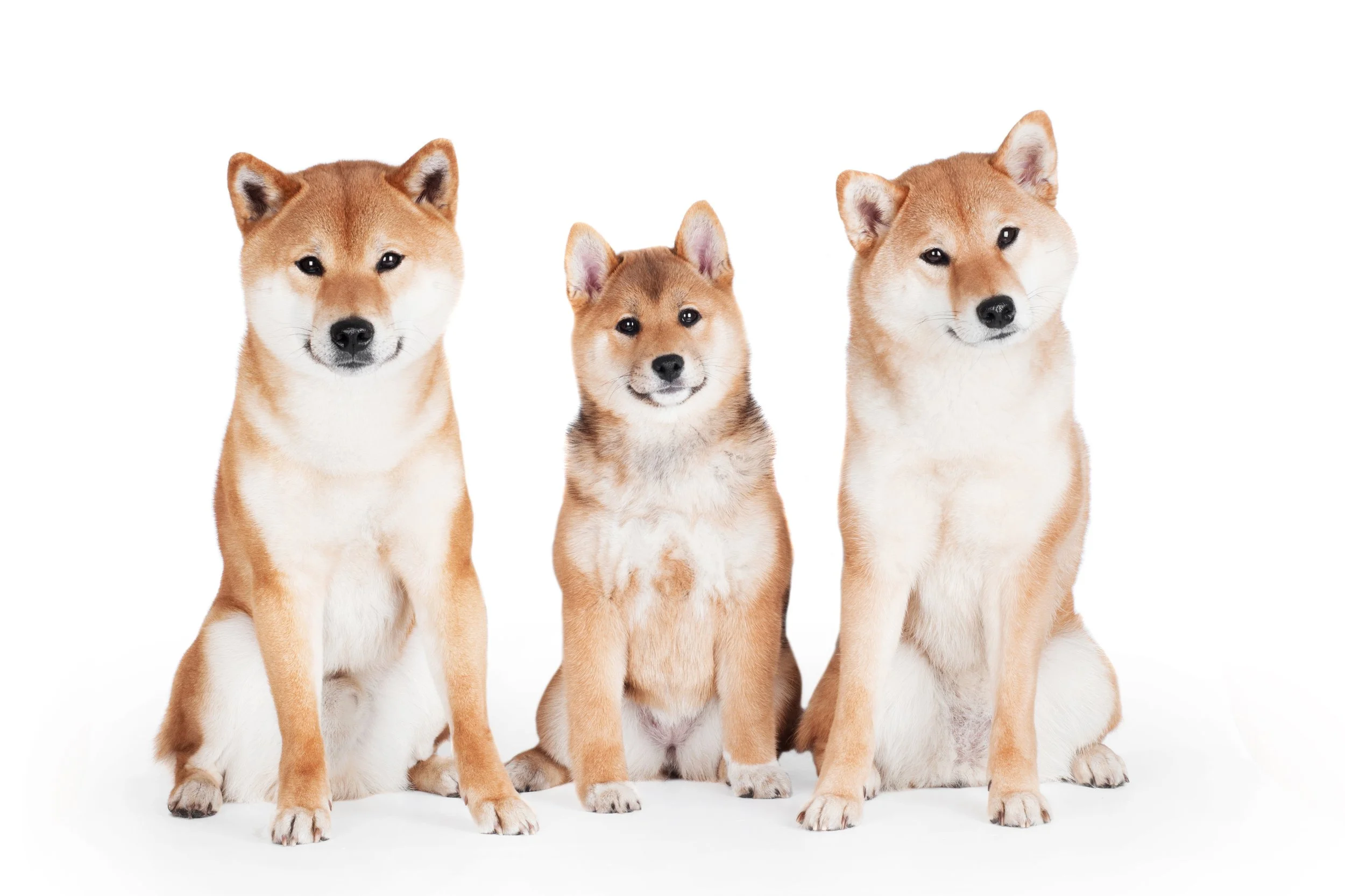 Safe Harbor Animal Rescue
