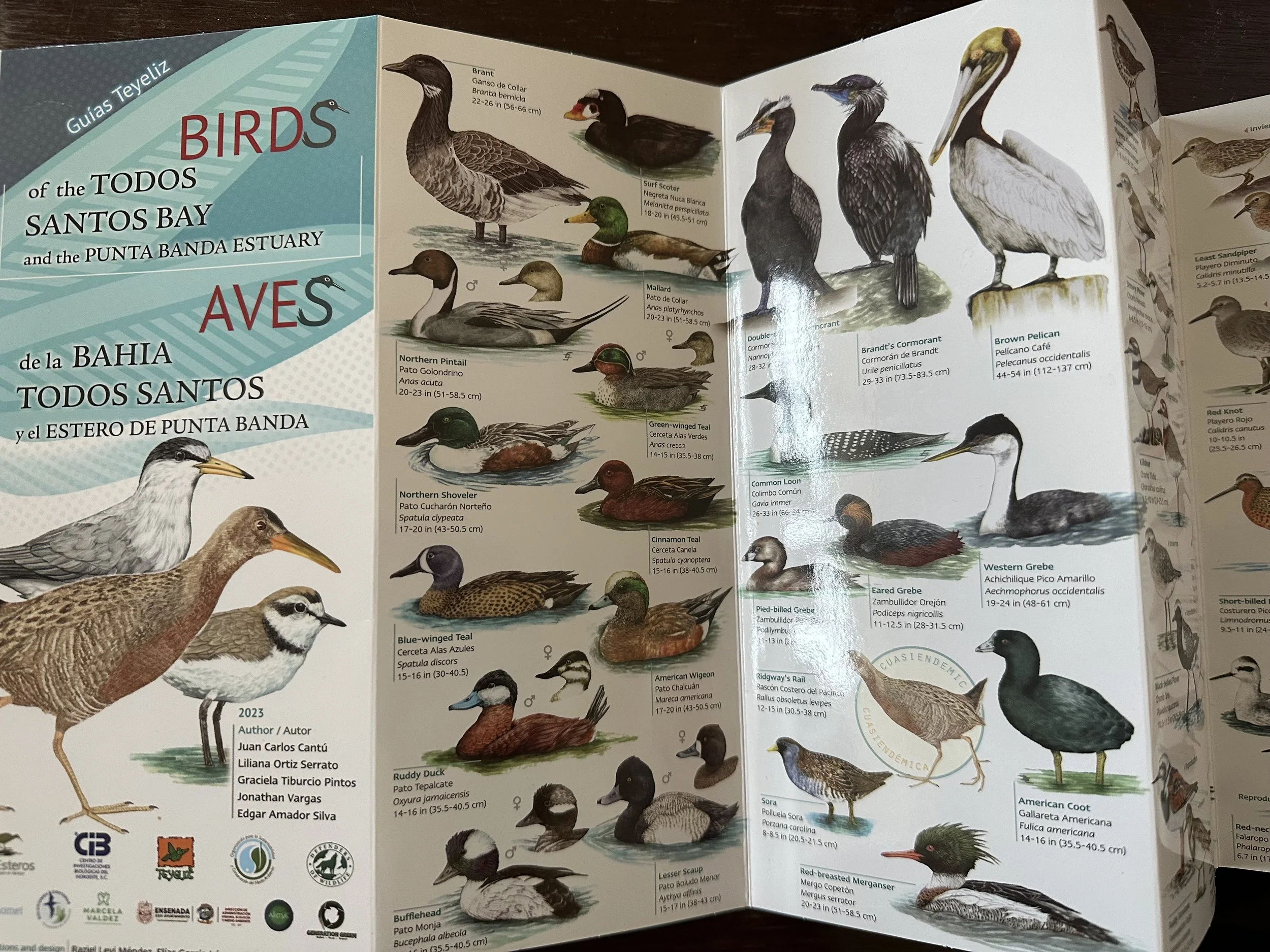 Local Bird Guide: Birds of Todos Santos Bay and the Punta Banda Estuary ...