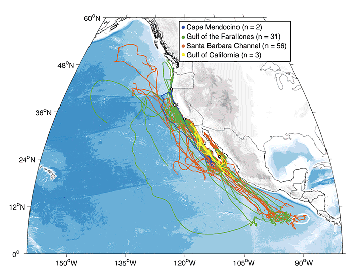 Blue Whale — Alianza de Conservación de Punta Banda