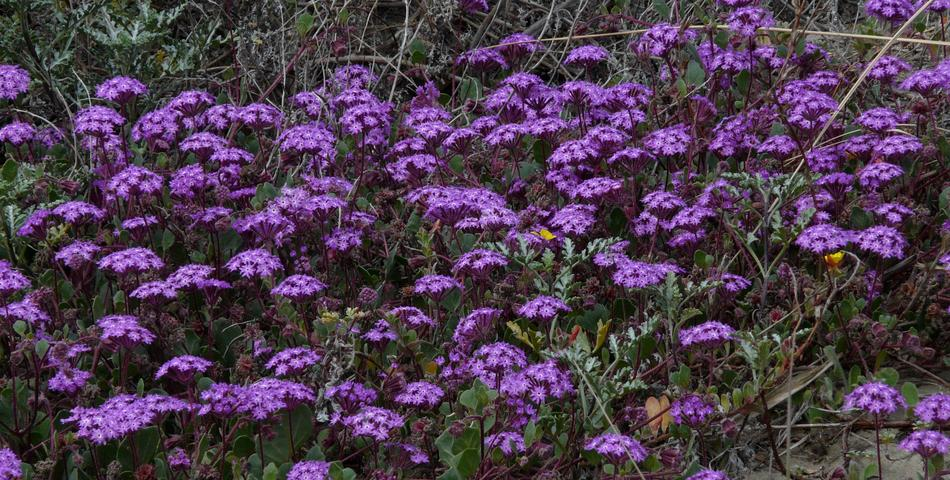 Sand Verbena — Alianza de Conservación de Punta Banda
