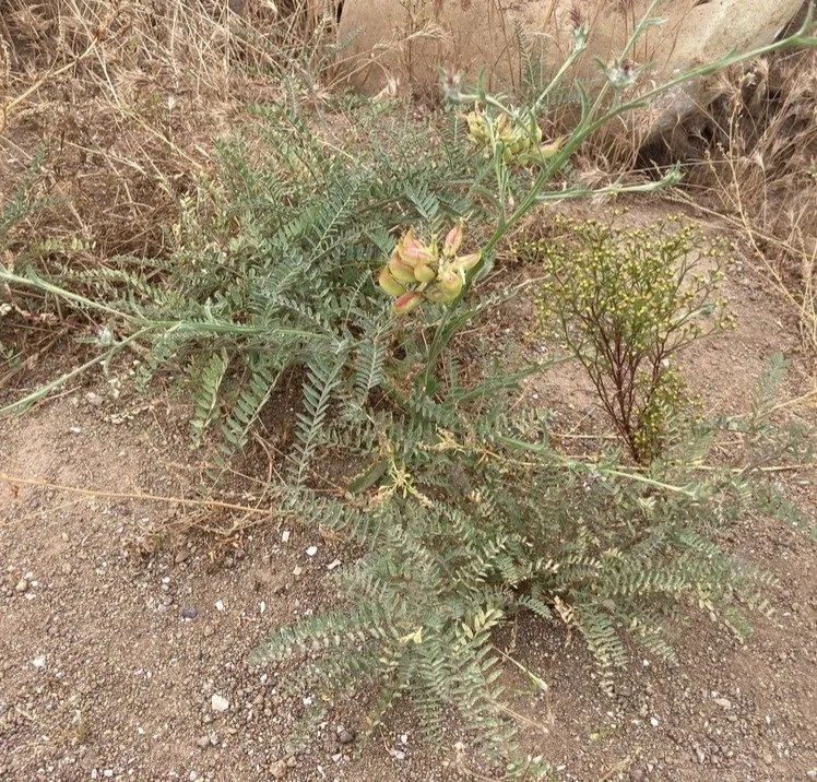Punta Banda Milkvetch — Alianza de Conservación de Punta Banda