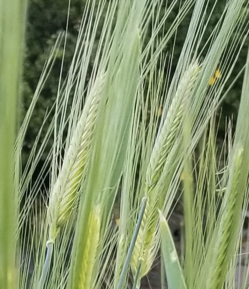 Grain | Heirloom Varieties, Subscriptions — Farmer Mai