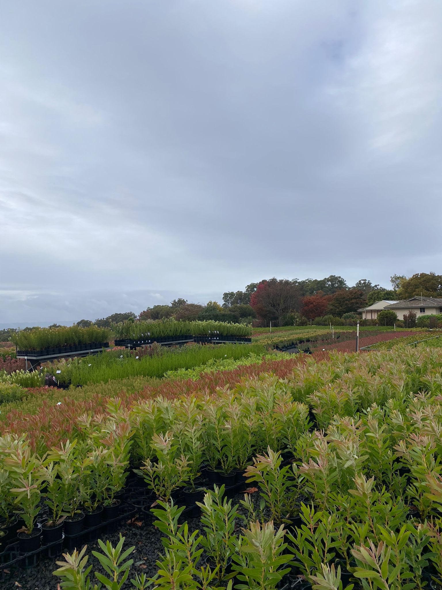 Farm Visit: Victoria - A Trip to Proteaflora — WildFlowers Australia