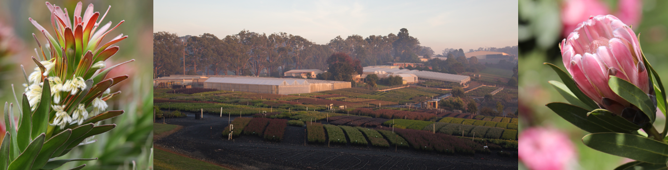 Recent Event: WildFlowers Australia Farm Visit: Victoria — WildFlowers ...