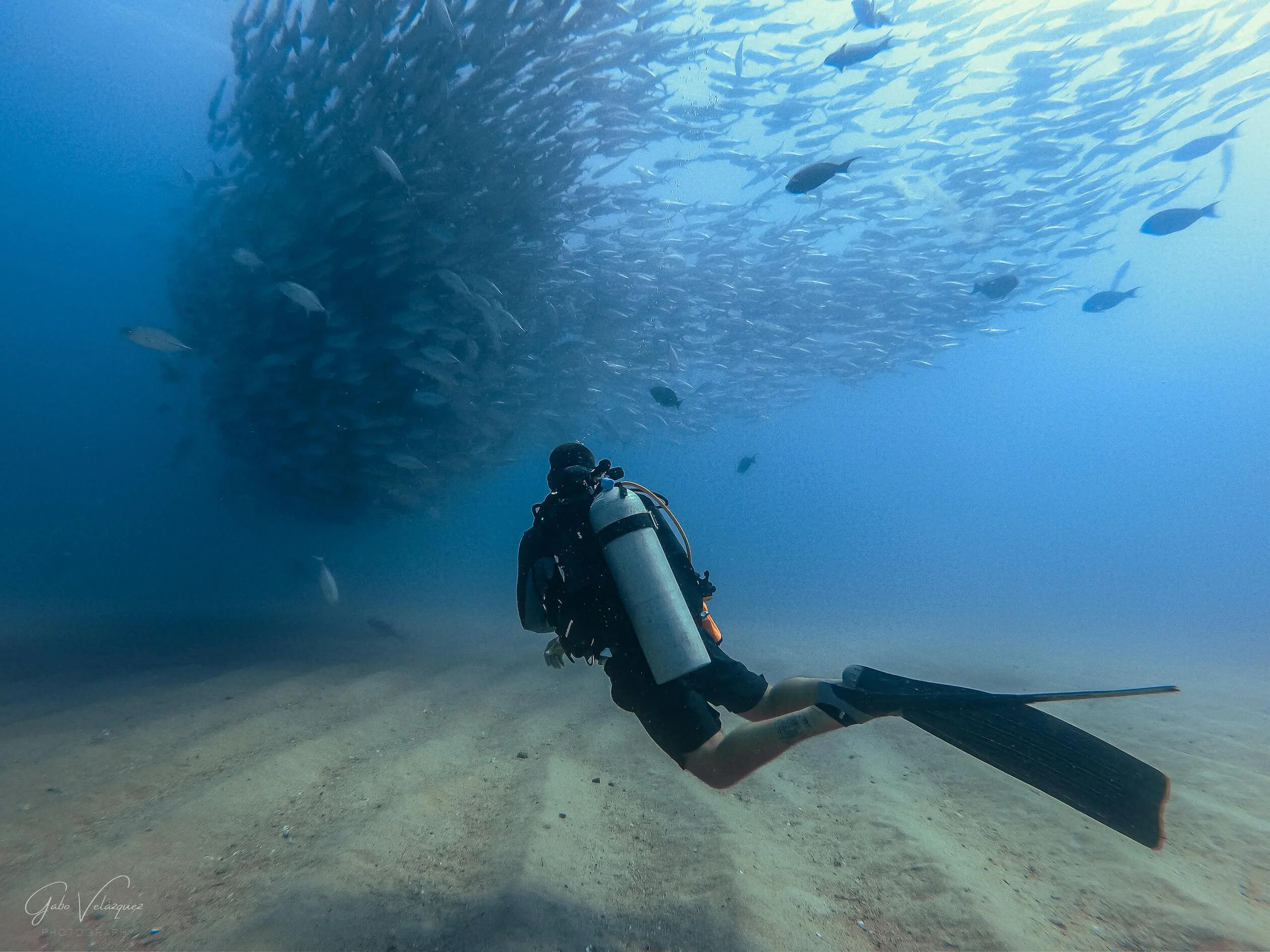 The Ultimate Guide to Diving in Baja: When to Visit for the Best ...