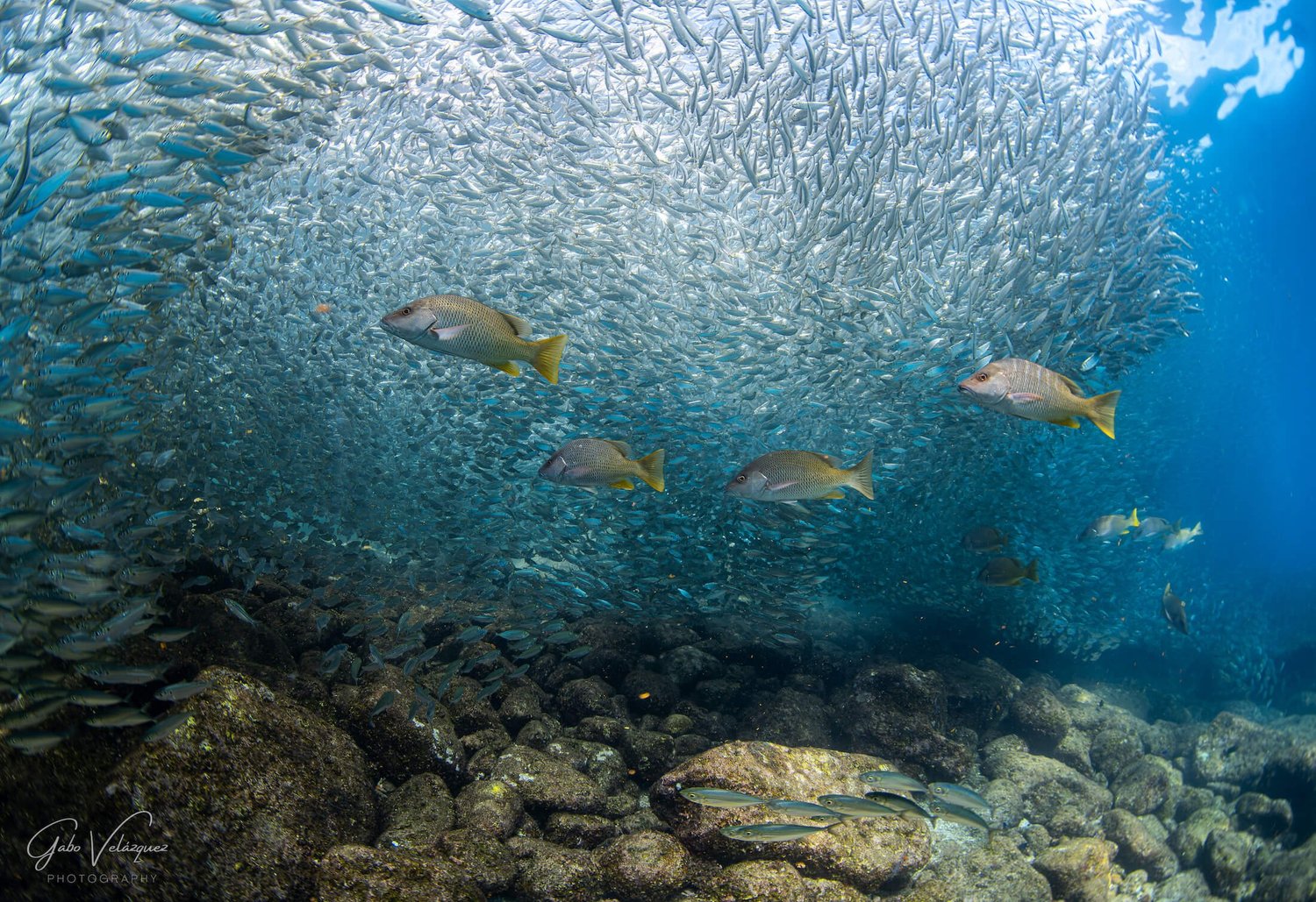 Dive Baja - Scuba Diving, Snorkeling & Ocean Safaris
