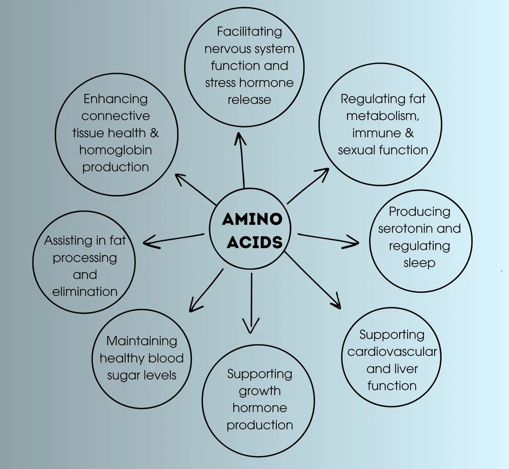 Amino Acids: More Than Just Building Blocks — Wellness Culture