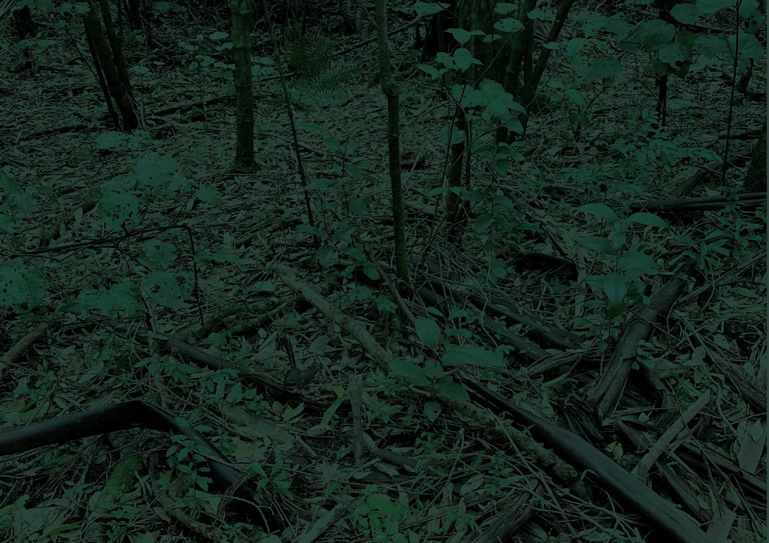 2025 Gathering Community Strategising About Psychedelic Therapy In