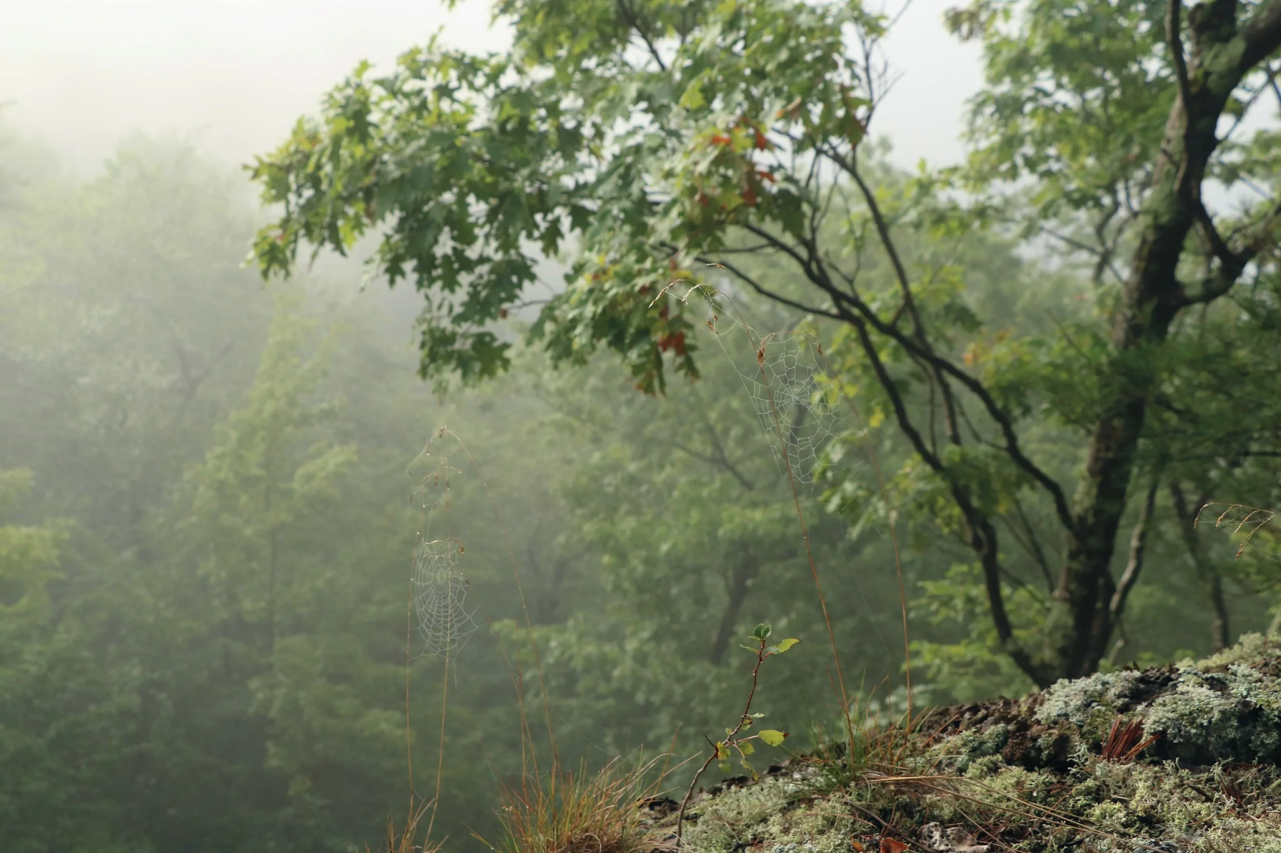 Bear Island Forestry