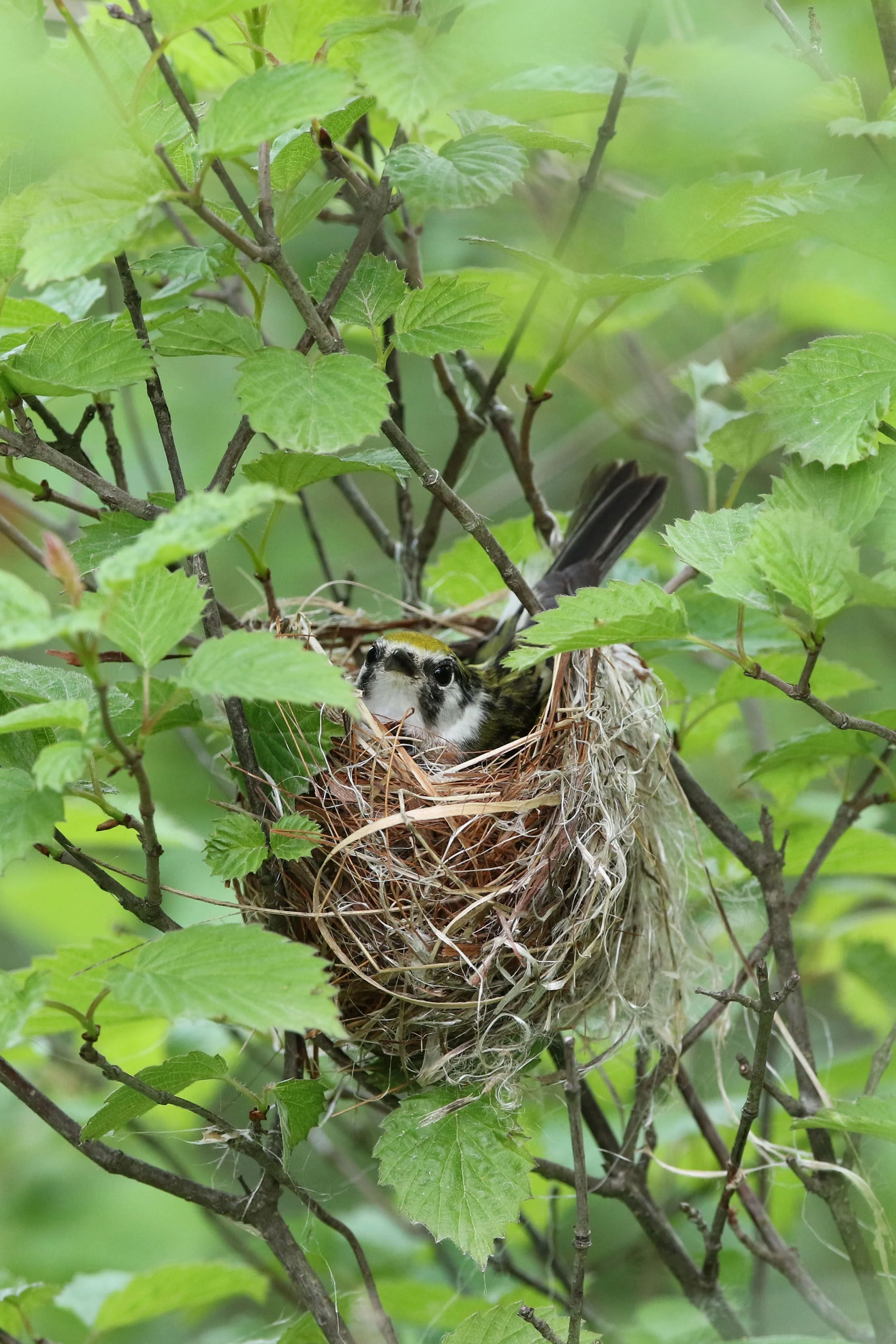Bear Island Forestry