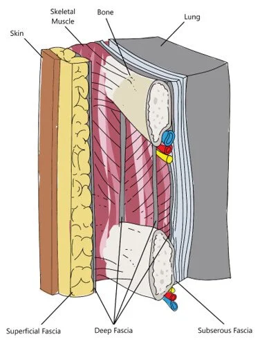 Fascia Fix: How Fascial Manipulation Relieves Pain and Restores ...