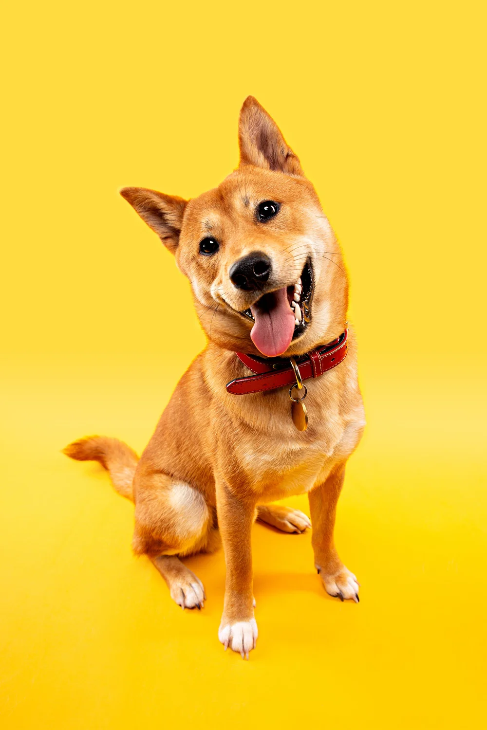 Dog Portraits — Jodie Longdon Photography