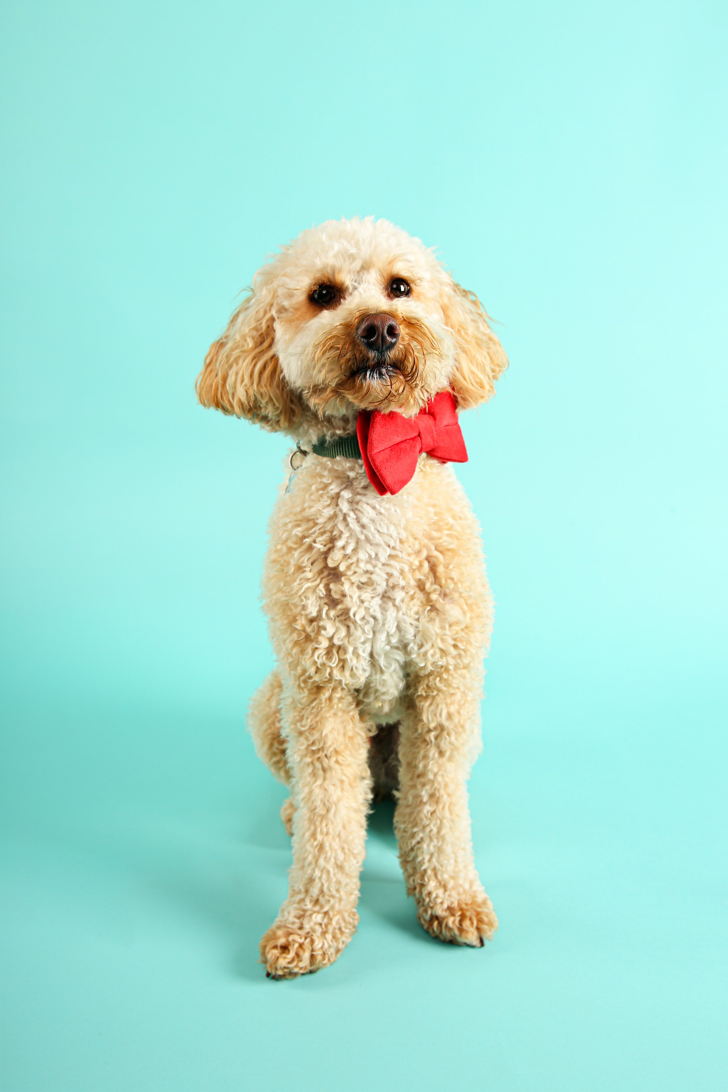 Dog Portraits — Jodie Longdon Photography