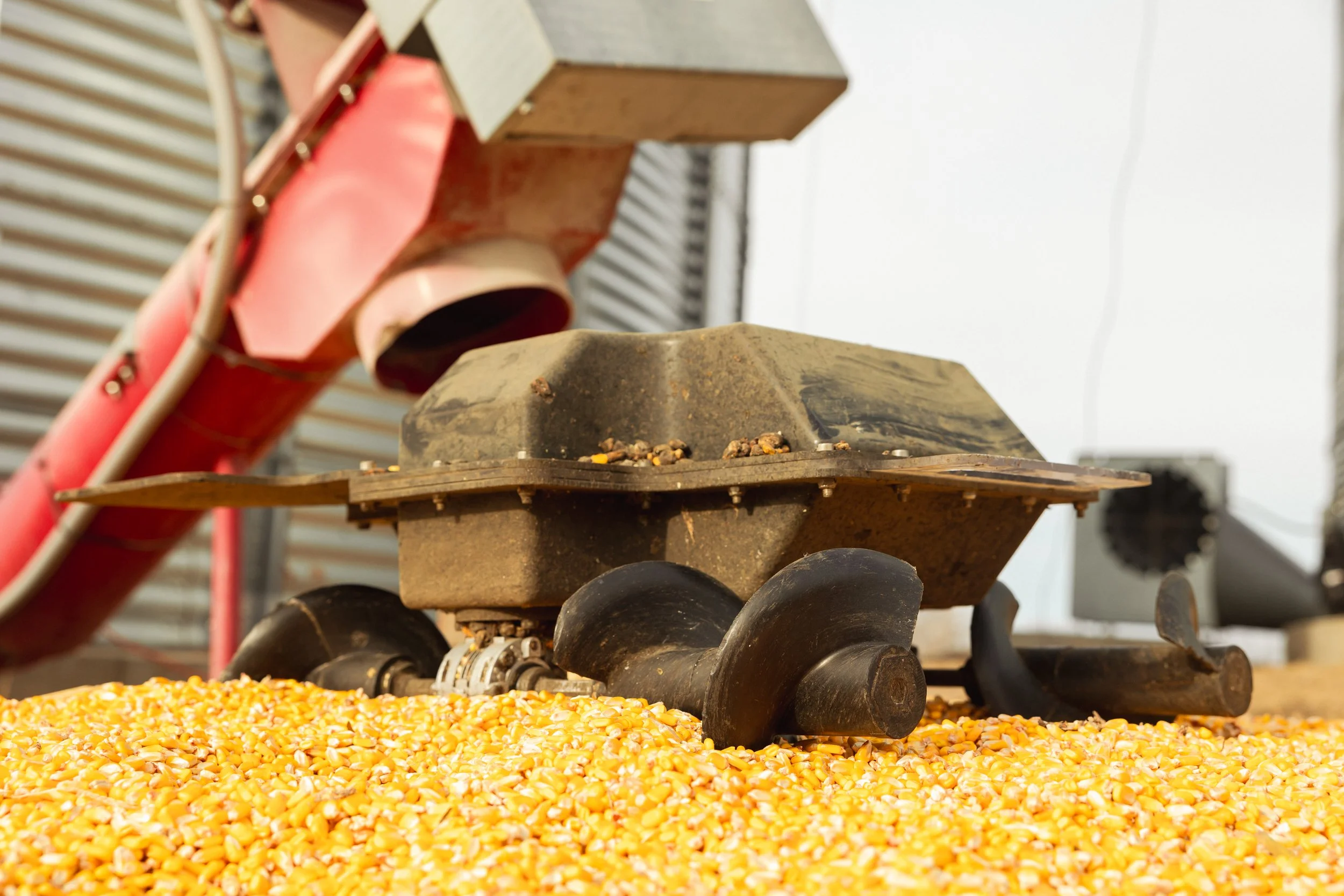 Grain Weevil — Brian's Precision Agriculture