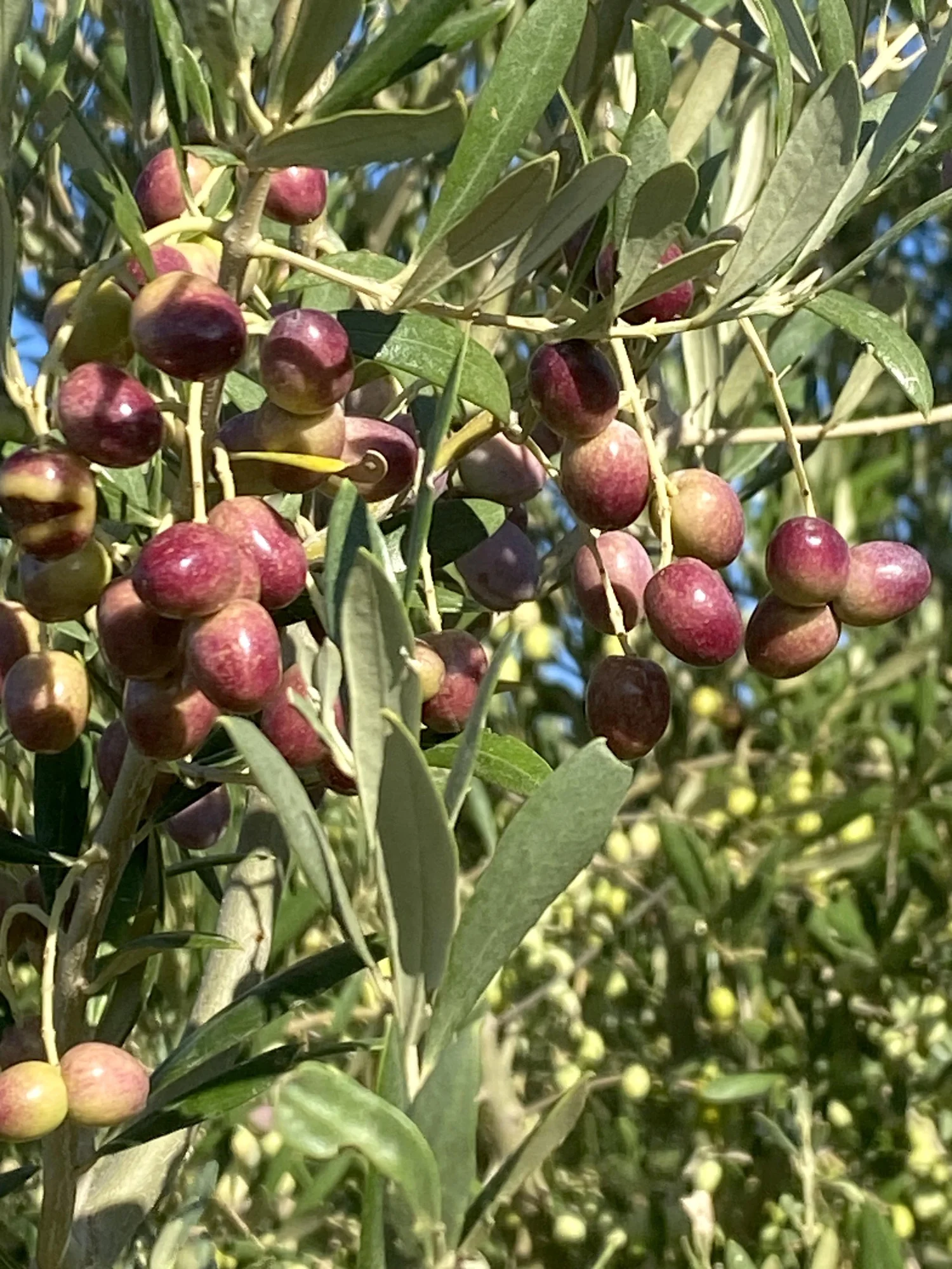 Olives & Us — The English Olive Company