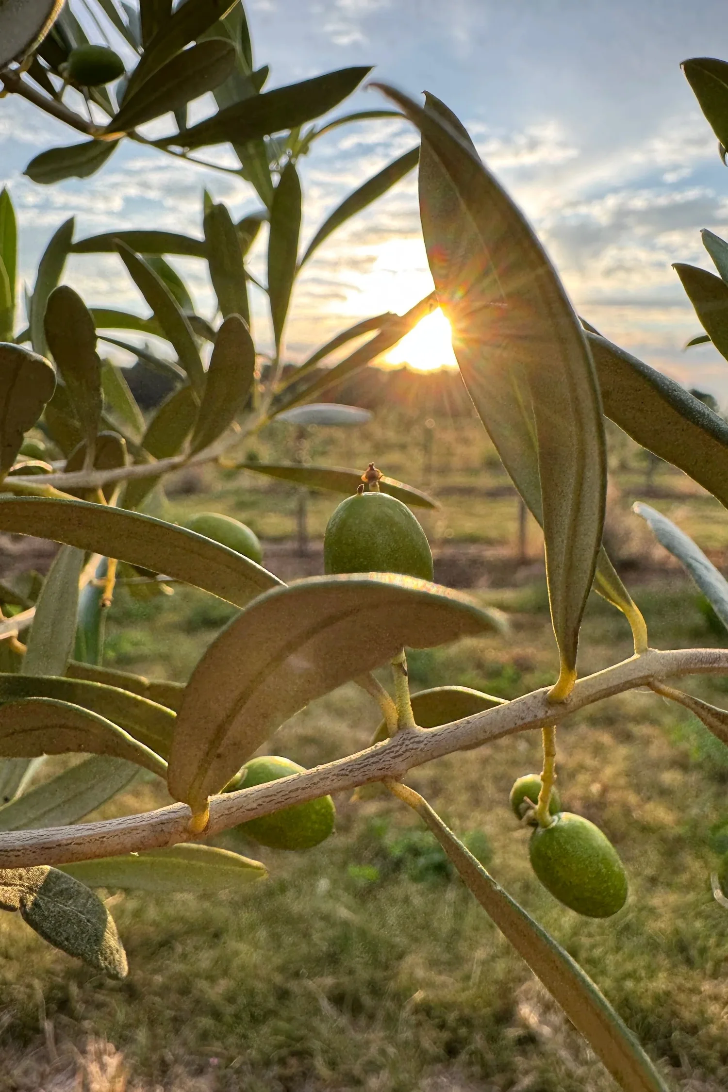 Olives & Us — The English Olive Company