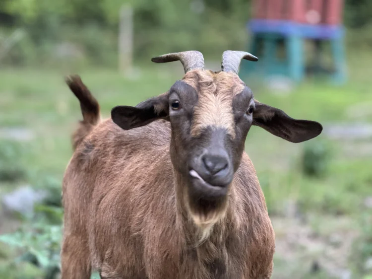 SCREAMING GOAT FARM