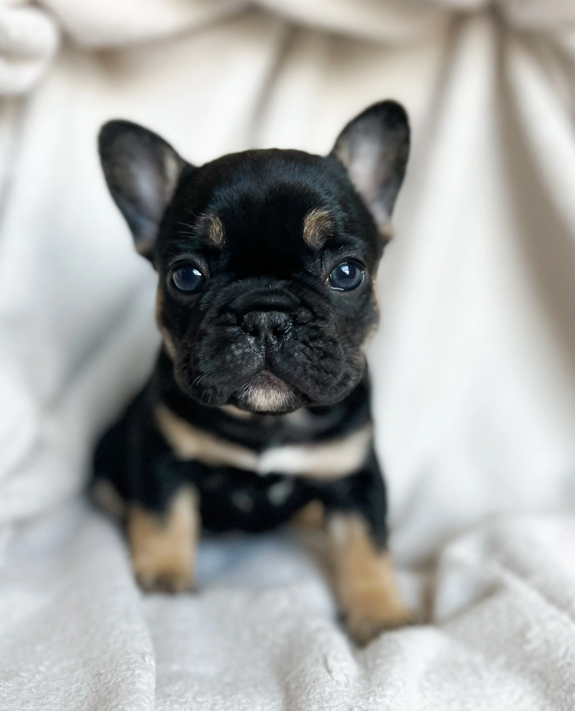 French Bulldog Puppies — Florida Cracker Frenchies