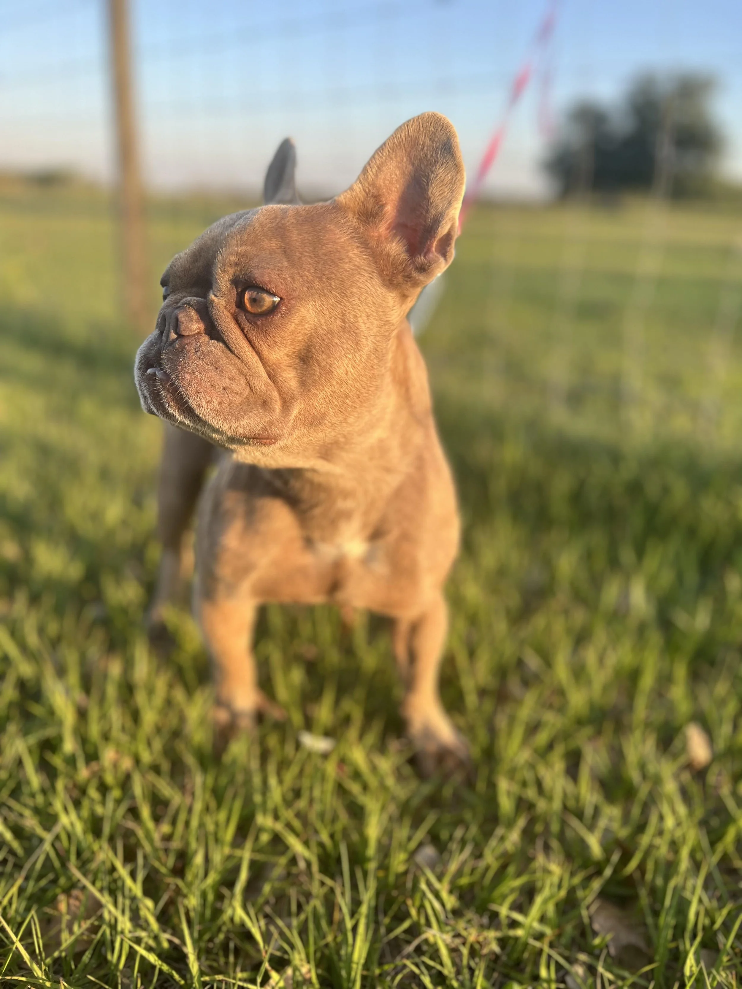 Florida Cracker Frenchies