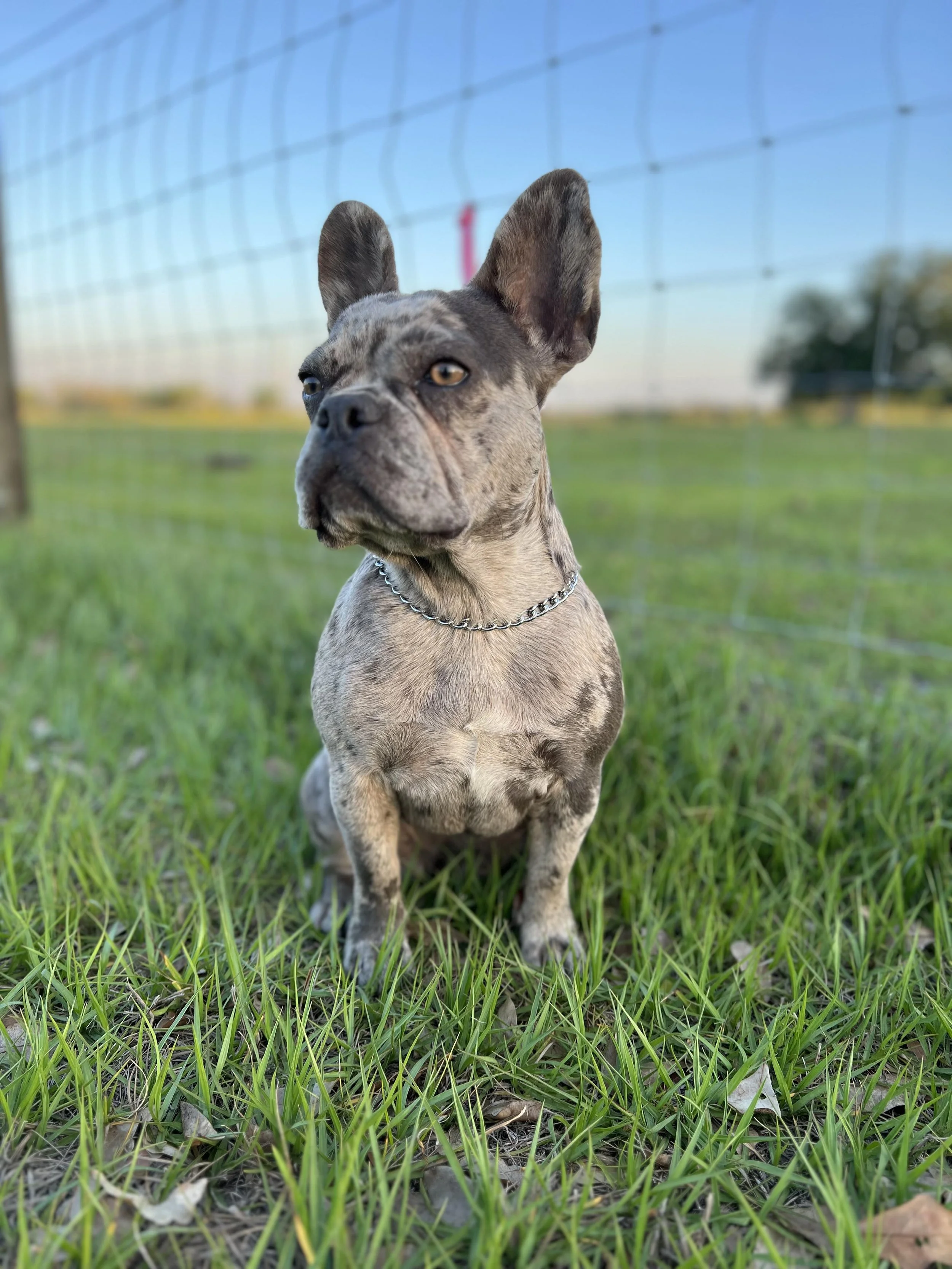Florida Cracker Frenchies