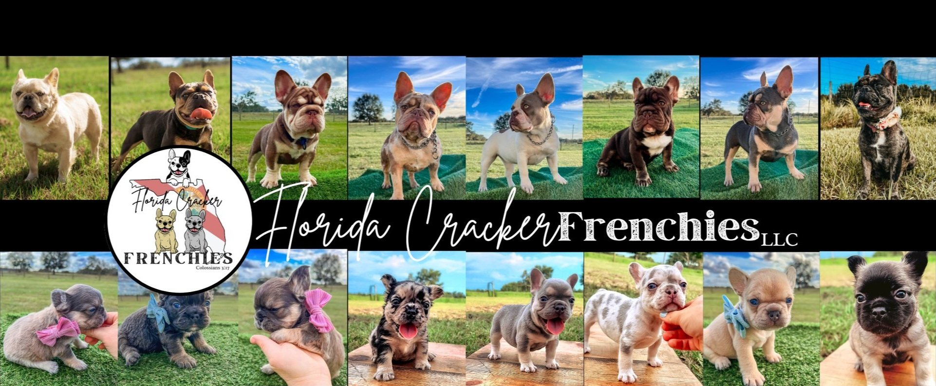 Florida Cracker Frenchies