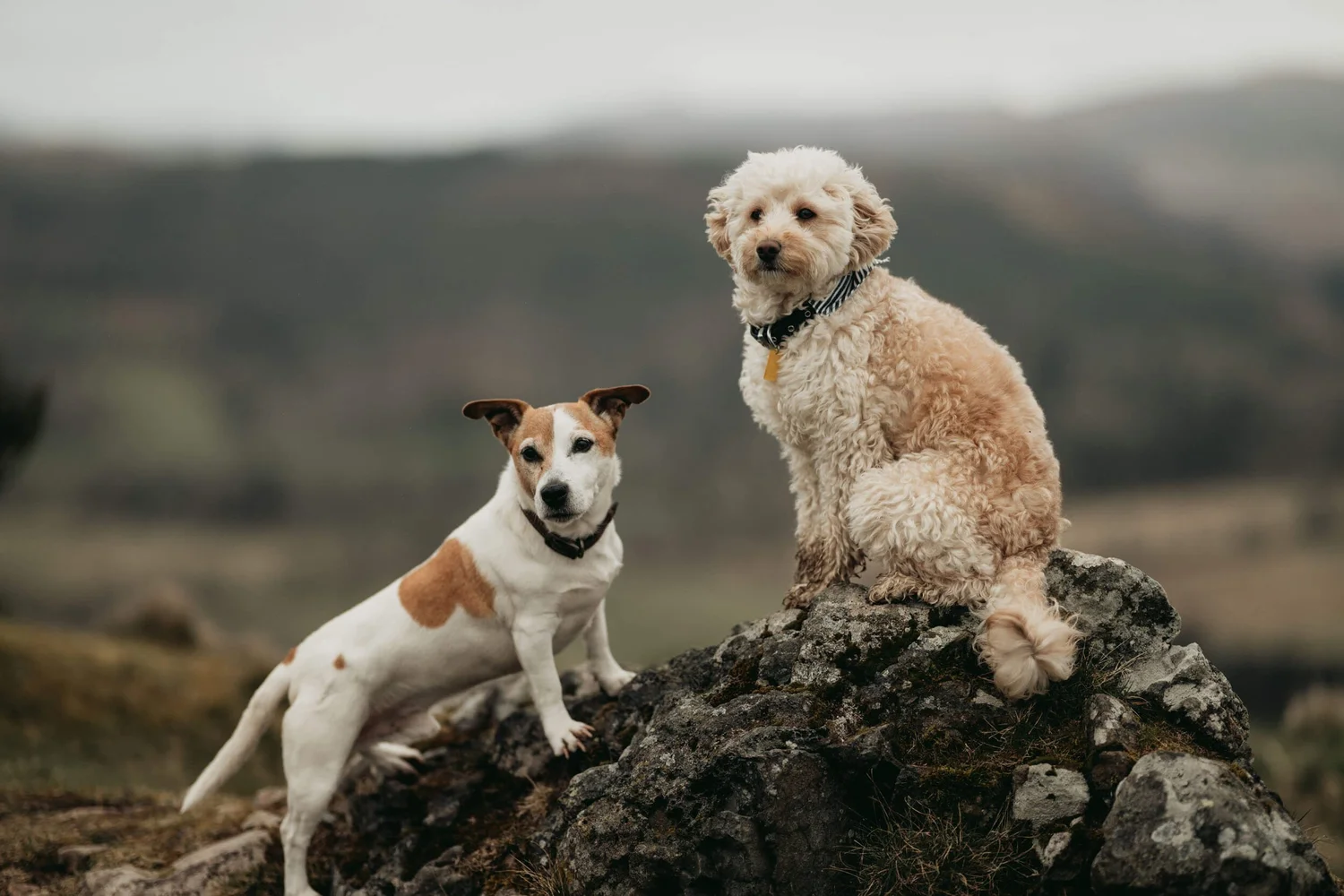 Highland Heath Veterinary Care | Independent Veterinary Practice ...