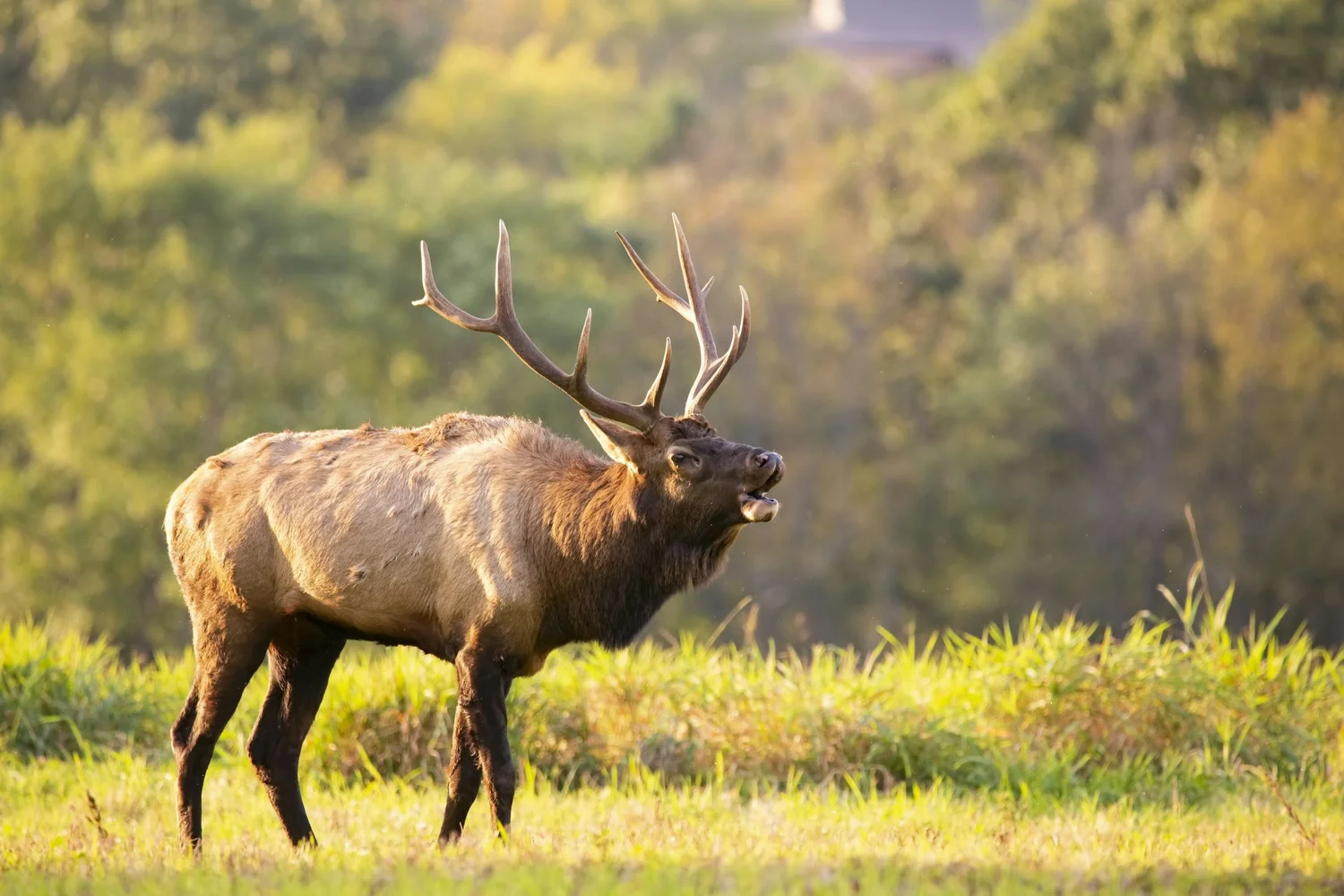 Fun Facts About Elk: Exploring the Majesty of These Incredible Animals ...