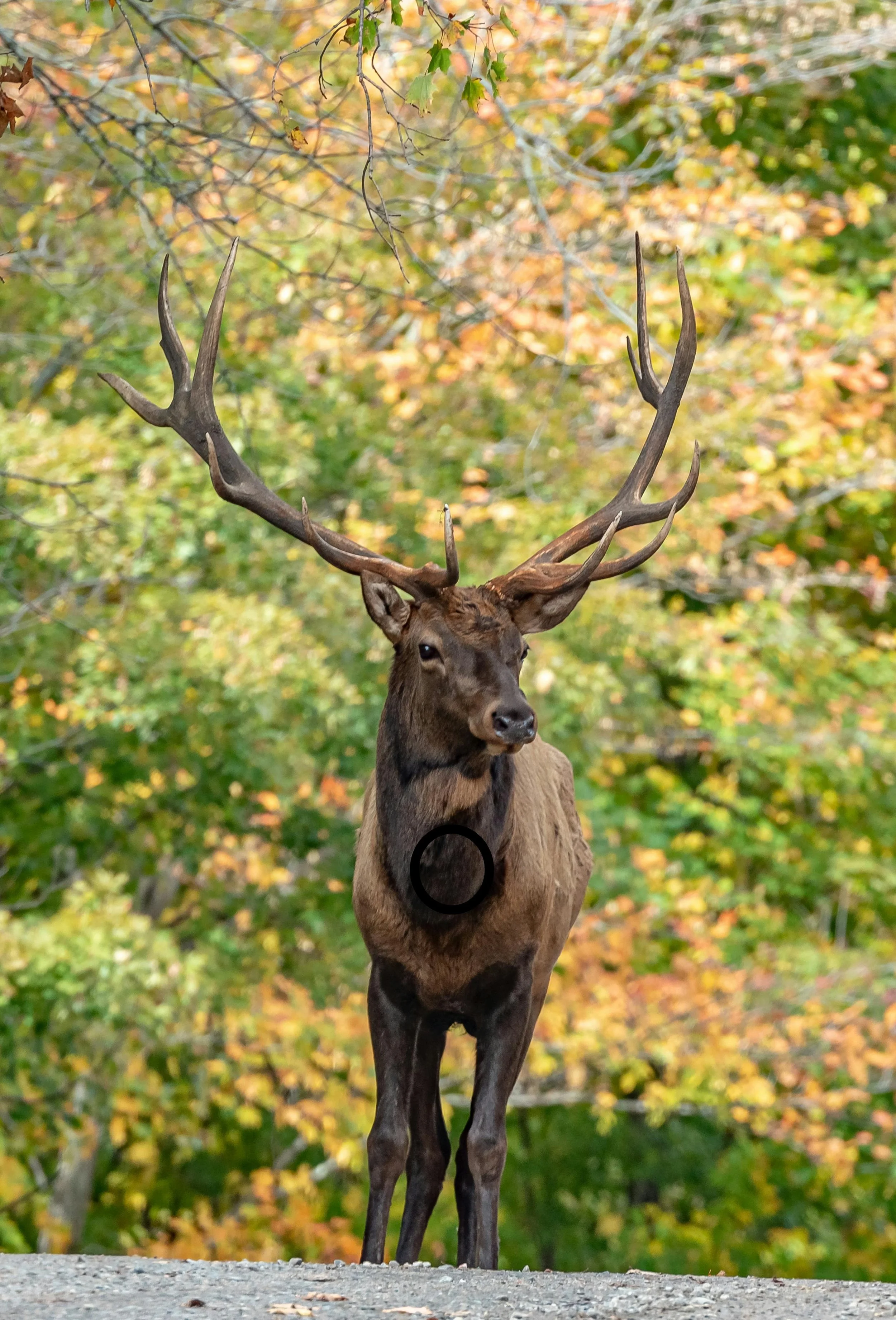 Elk Anatomy: Optimal Shot Placement Guide — BROADMOUTH CANYON