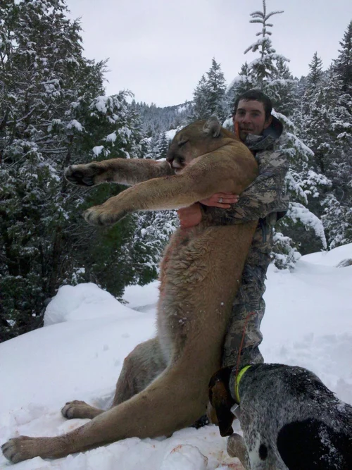Guided Cougar Hunts — BROADMOUTH CANYON