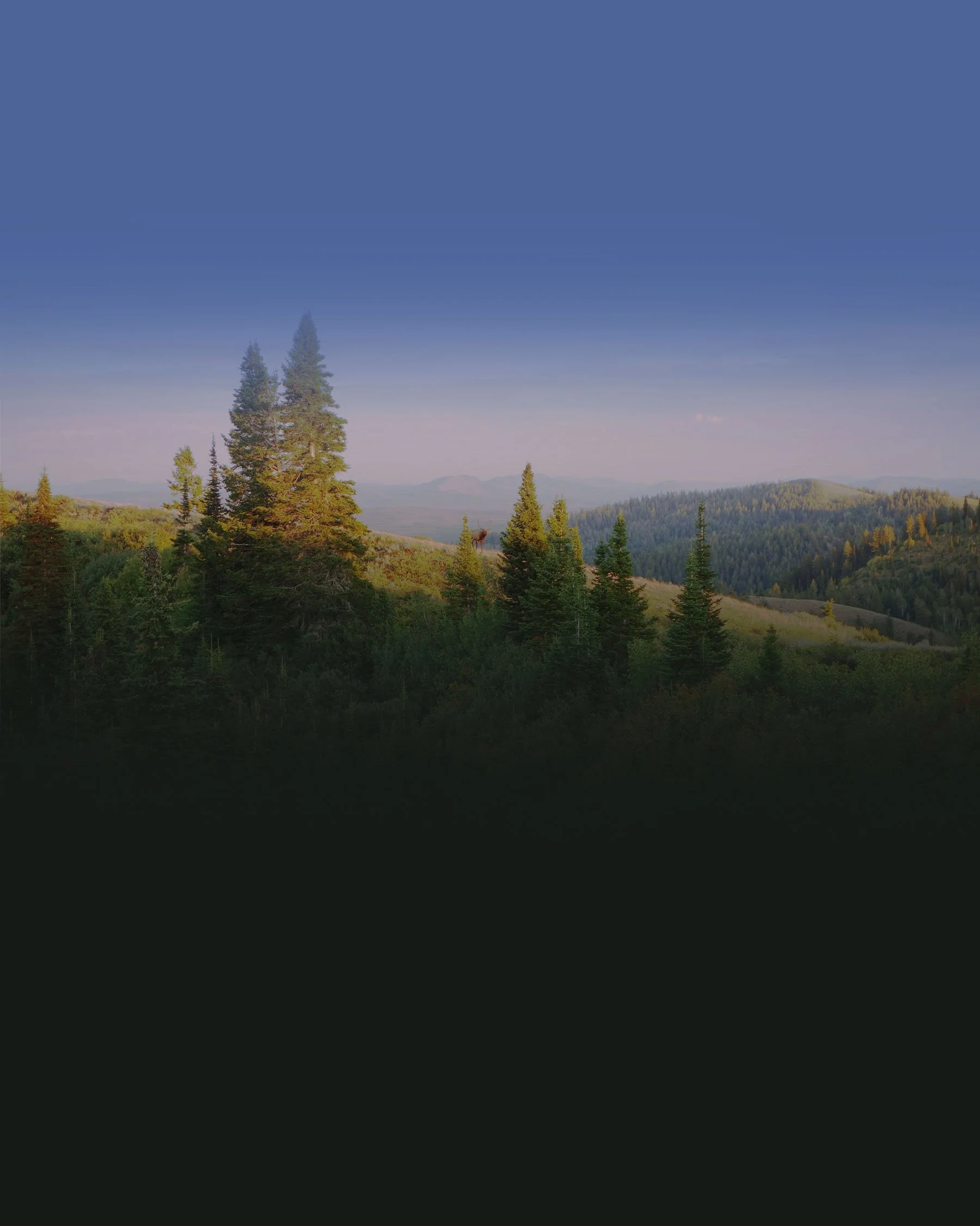 Guided Elk Hunts - 100% Average Success Rates — BROADMOUTH CANYON