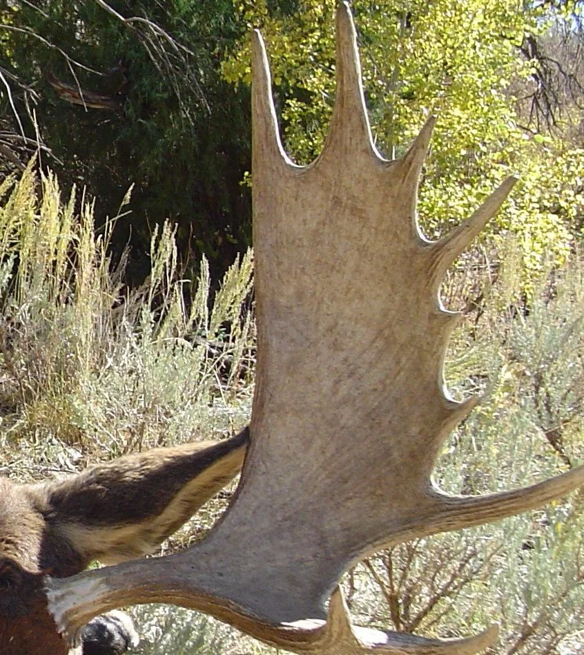 Elk vs. Moose: The Ulitimate Comparison Guide — BROADMOUTH CANYON