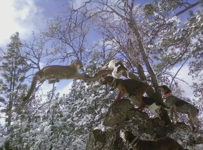 Hunting Photo Gallery — BROADMOUTH CANYON