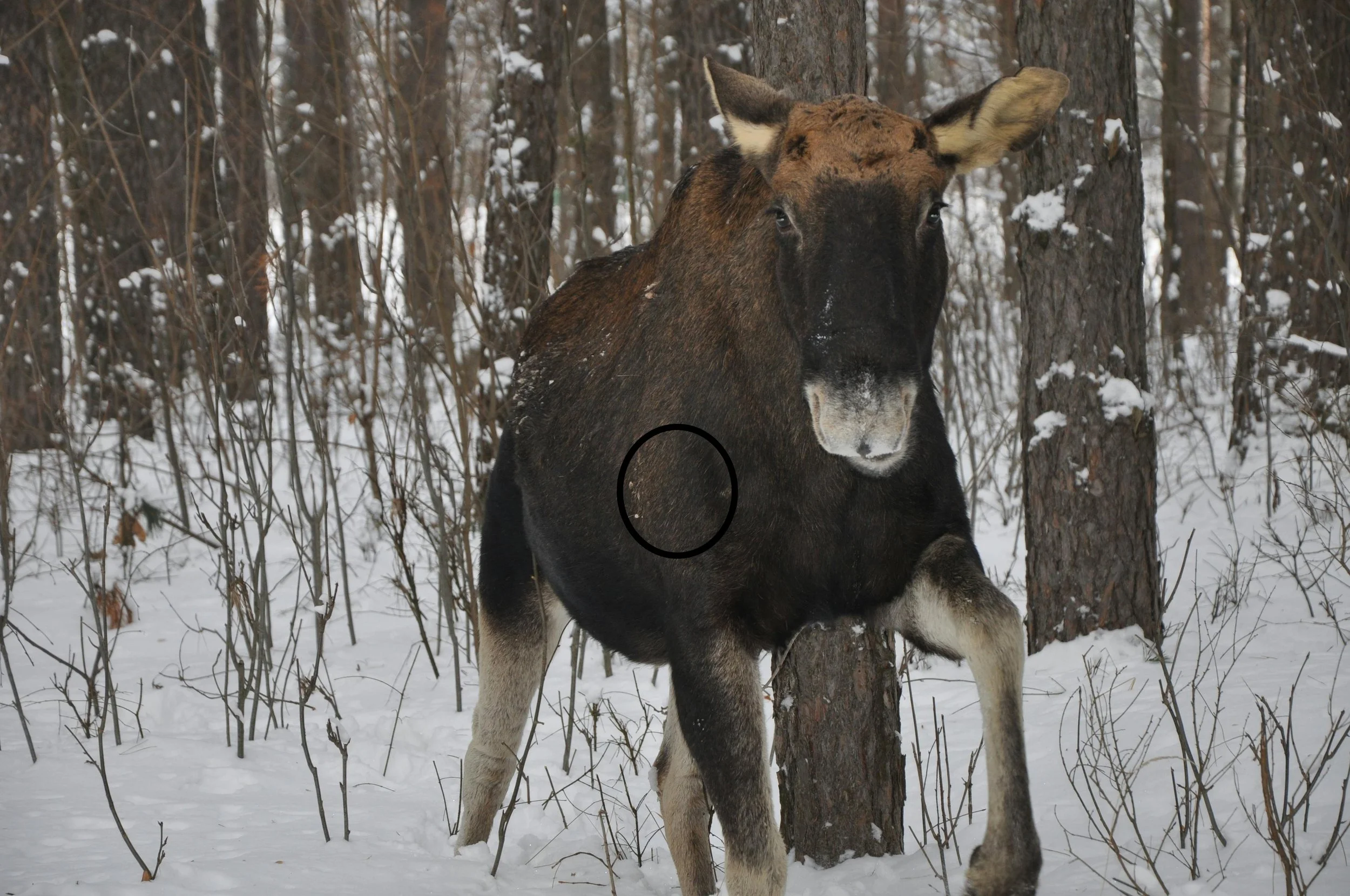 Elk Anatomy: Optimal Shot Placement Guide — BROADMOUTH CANYON