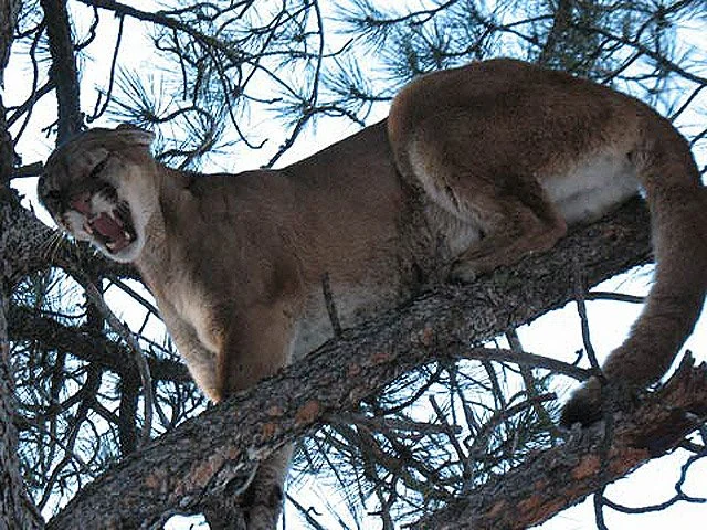 Hunting Photo Gallery — BROADMOUTH CANYON