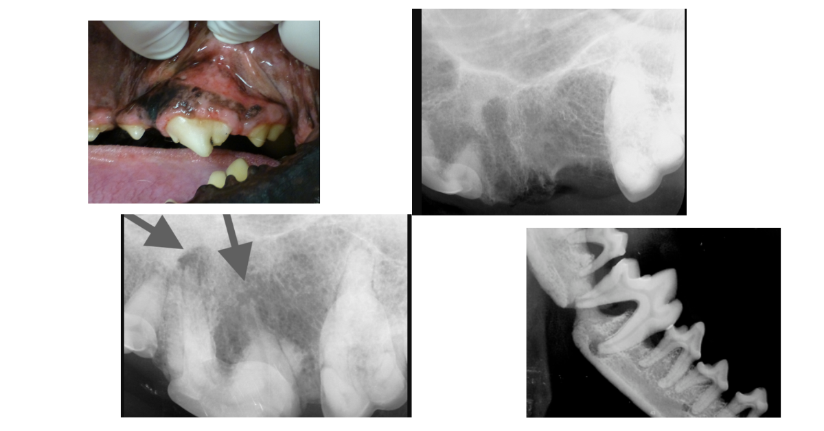 What is COHAT, and why is it so important? — Bailey Caring Mobile Vet