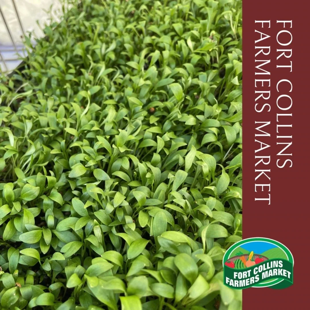 Fort Collins Farmers Market