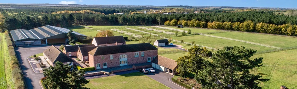 Horses For Sale — CAUNTON MANOR STUD