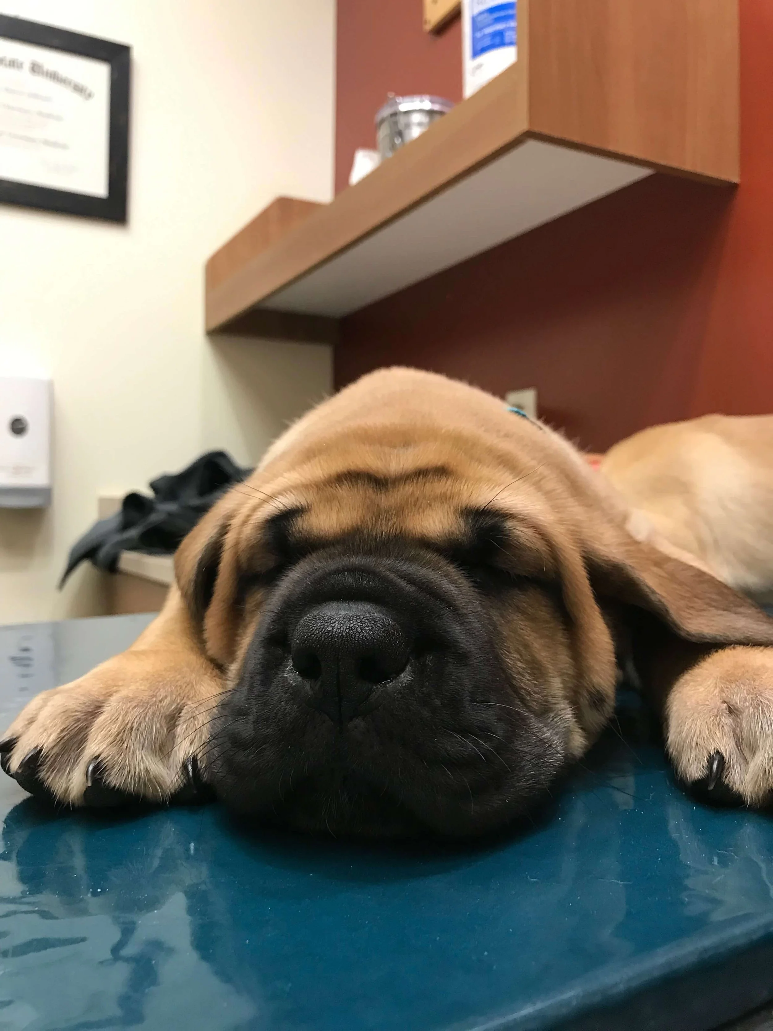 Vaccine Reactions in Pets — Pend Oreille Veterinary Services