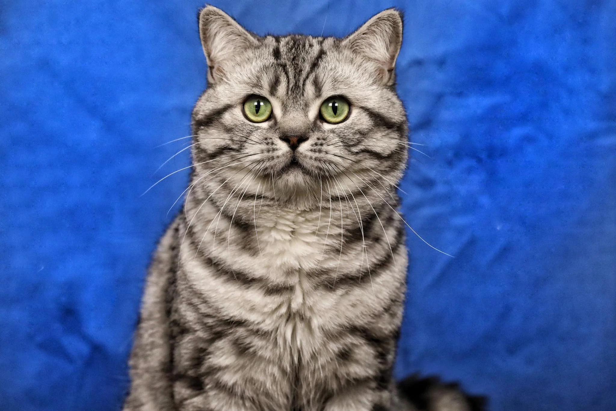 Kittens Available — Kitti Kat Kattery - Selkirk Rex