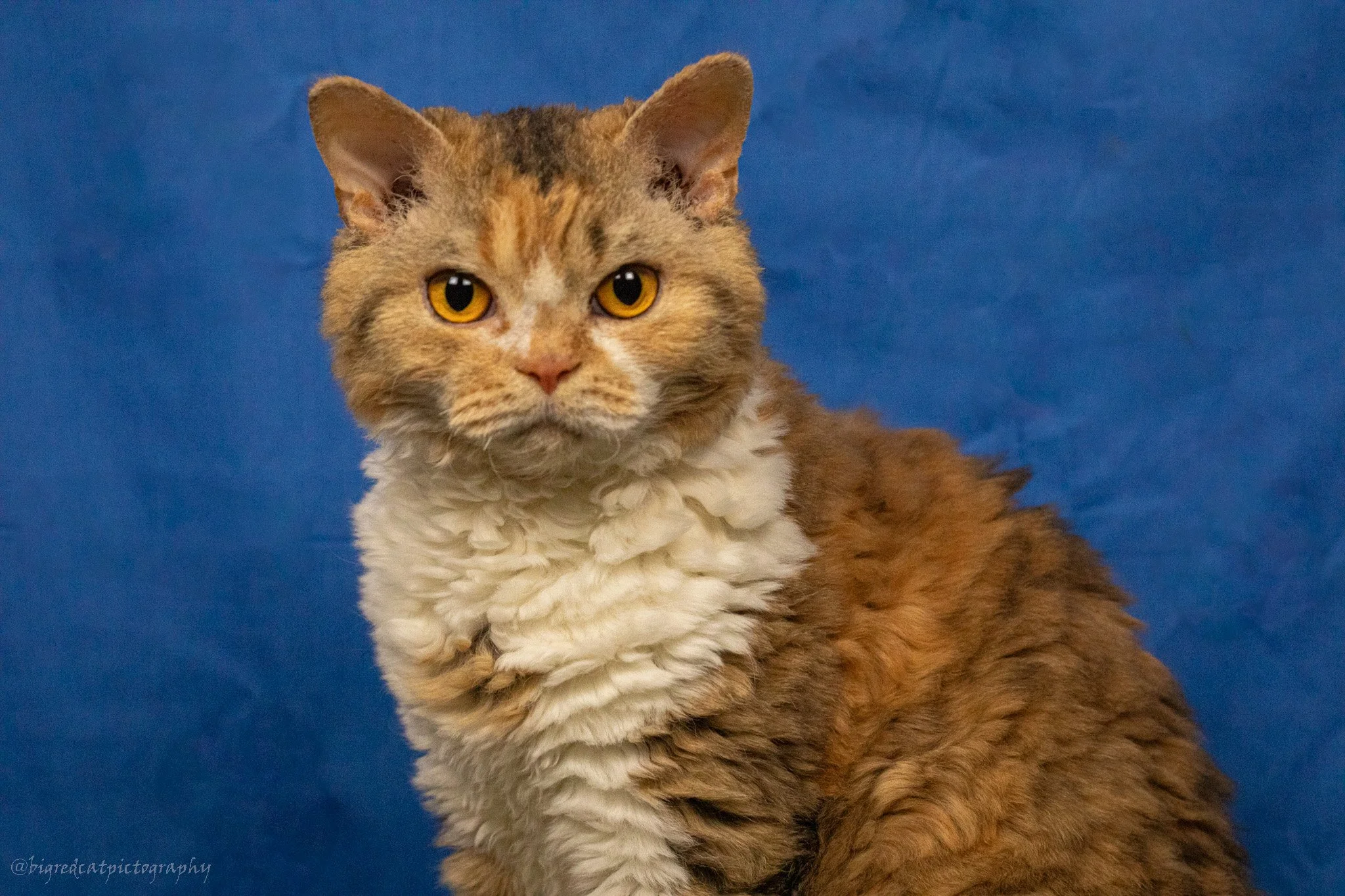 Kittens Available — Kitti Kat Kattery - Selkirk Rex