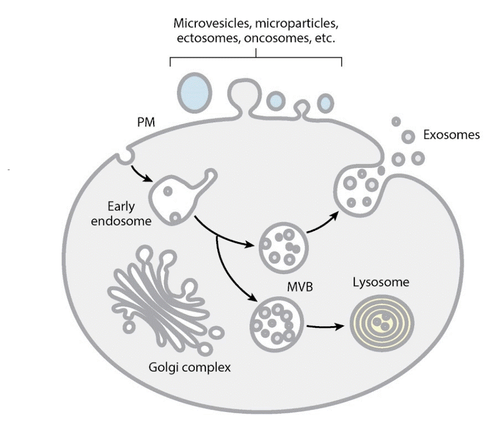 Exosomes - Advanced Aesthetic Treatment | Harley Street Injectables ...