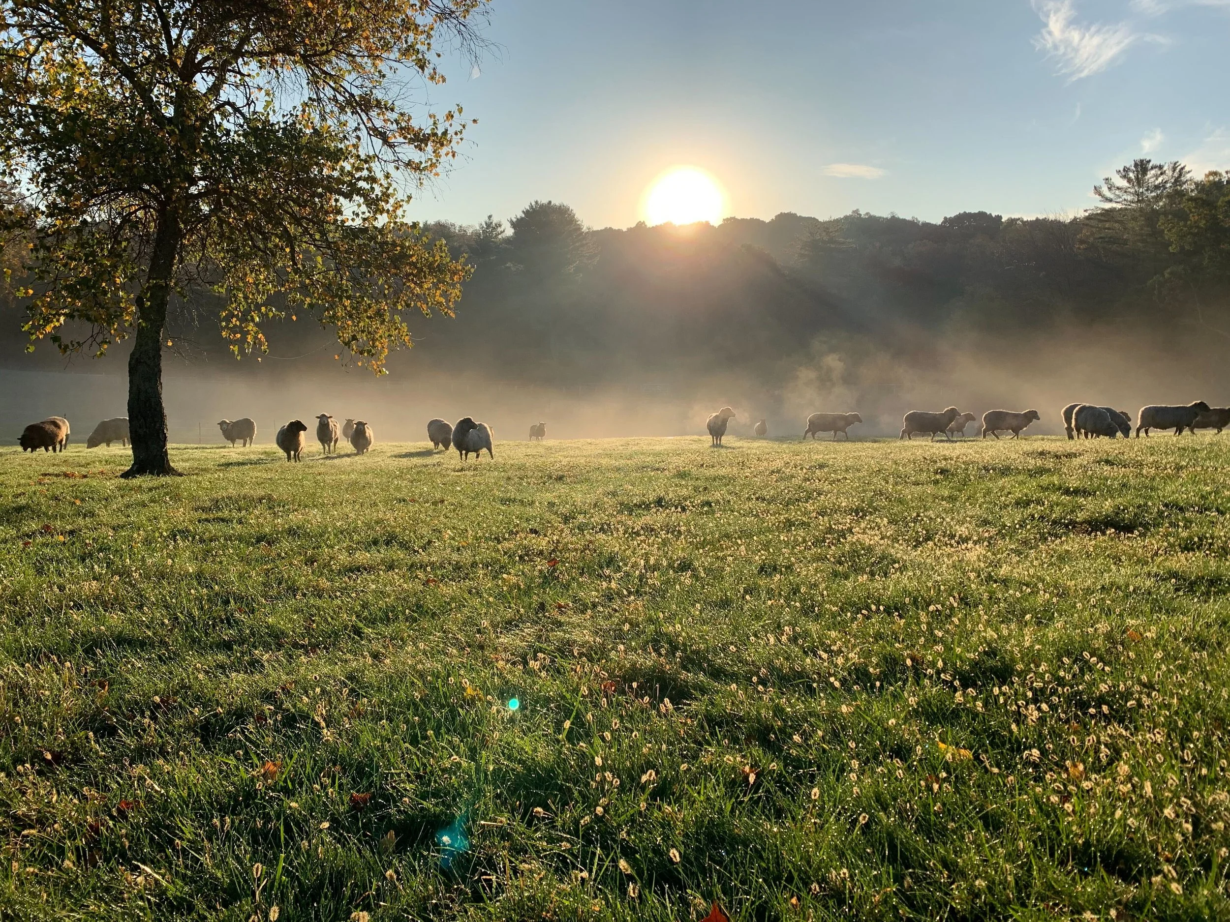 The Farm at Cabbage Hill