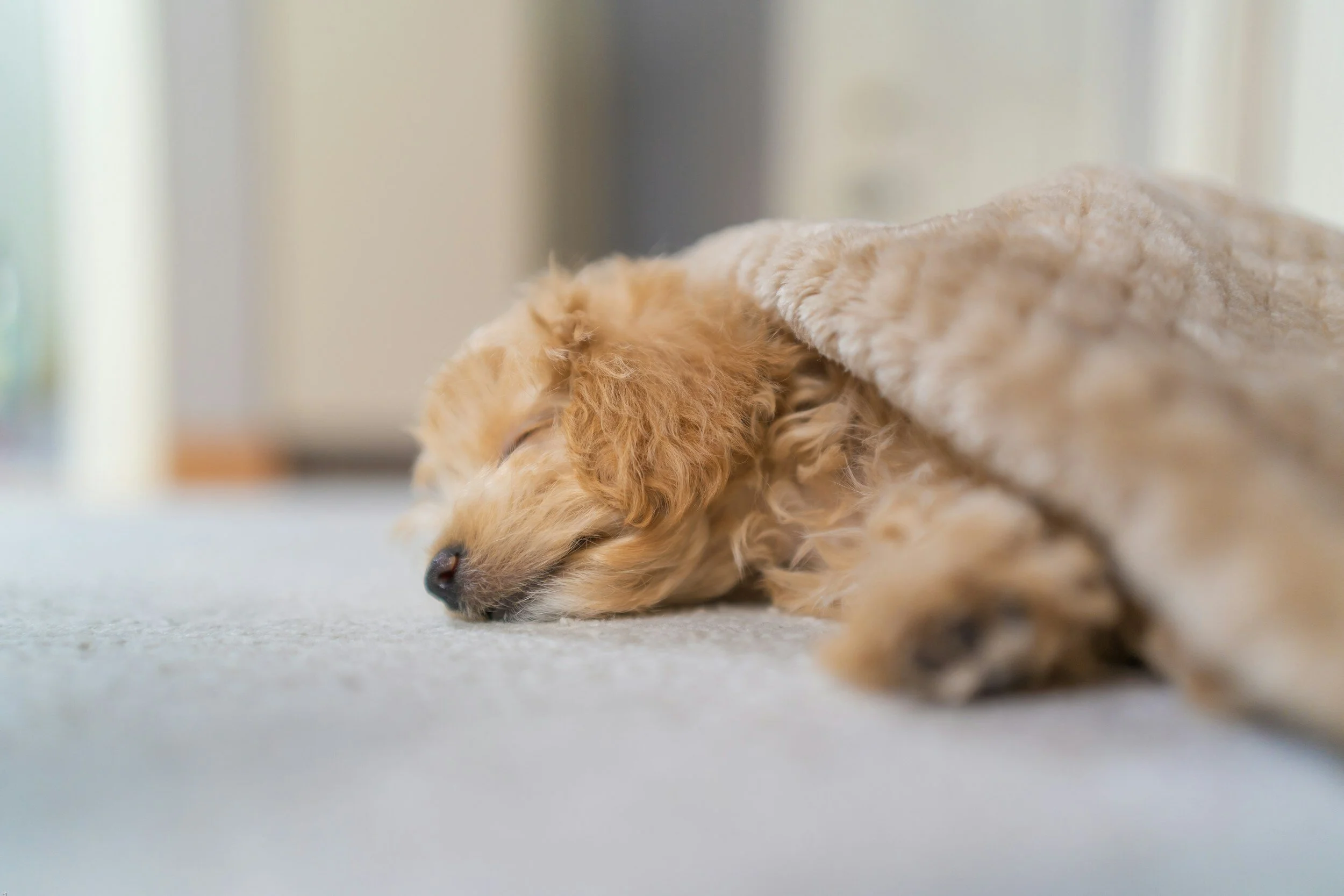 Daily Schedule — Rocky Top Pet Resort