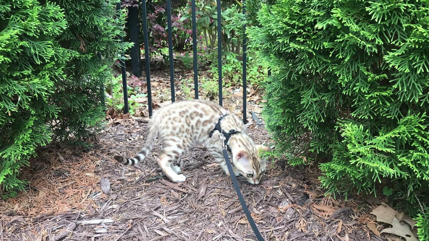 Team 1 — Alexander Bengal Cats