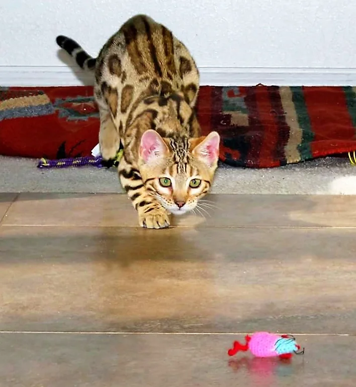 Bengal Cat Queens — Alexander Bengal Cats