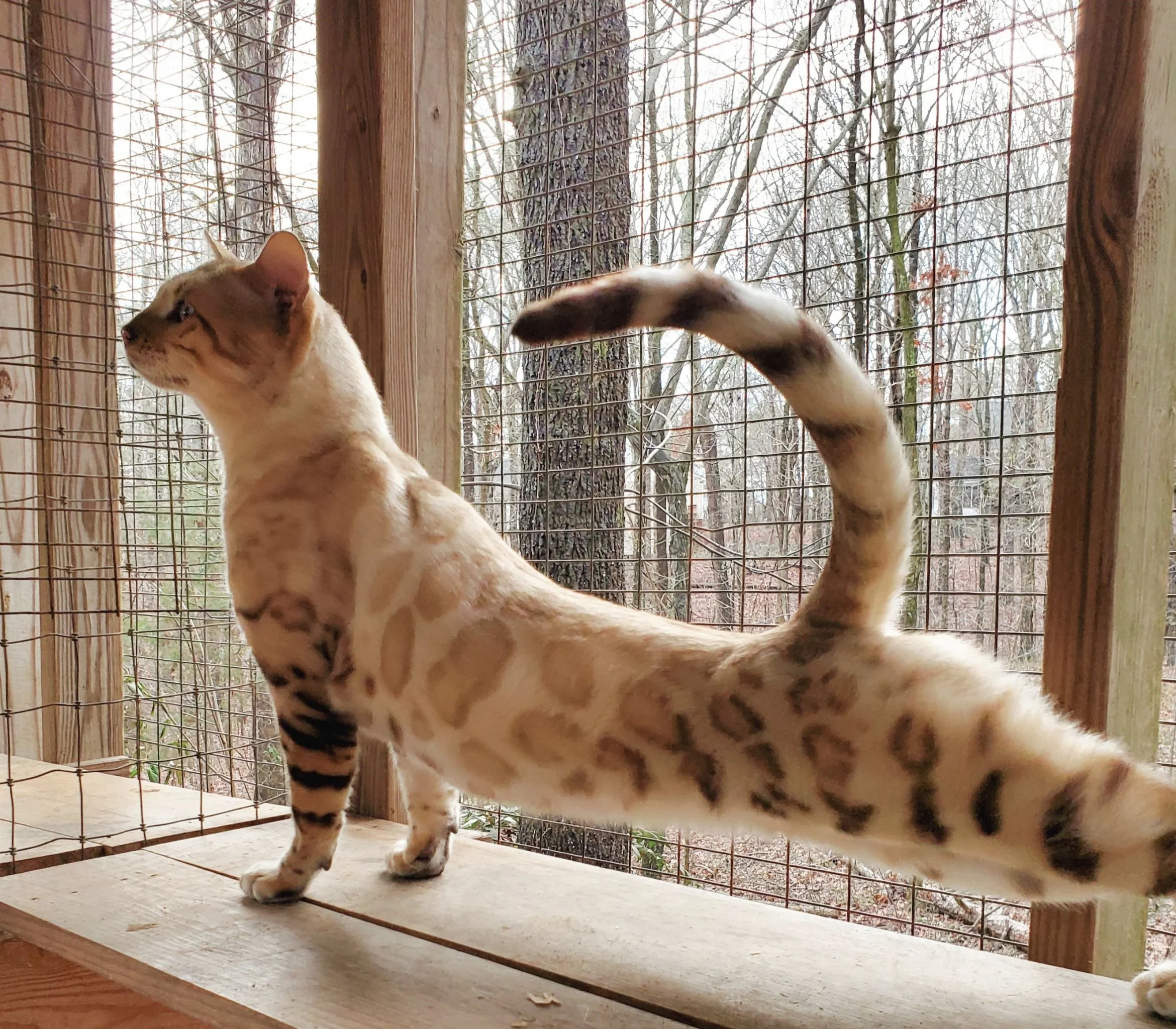 Bengal Cat Studs — Alexander Bengal Cats