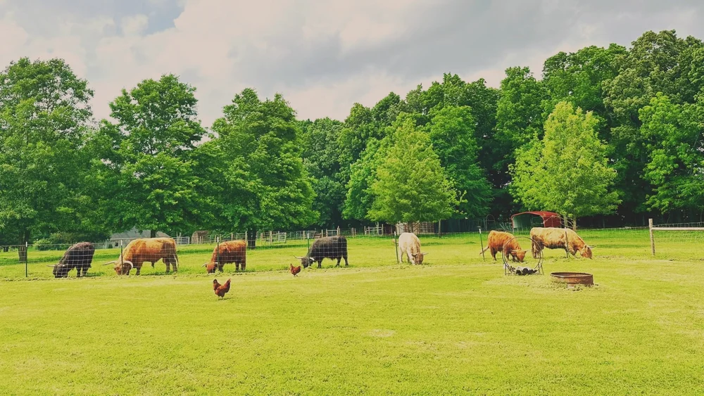 Sunset Meadow Farm