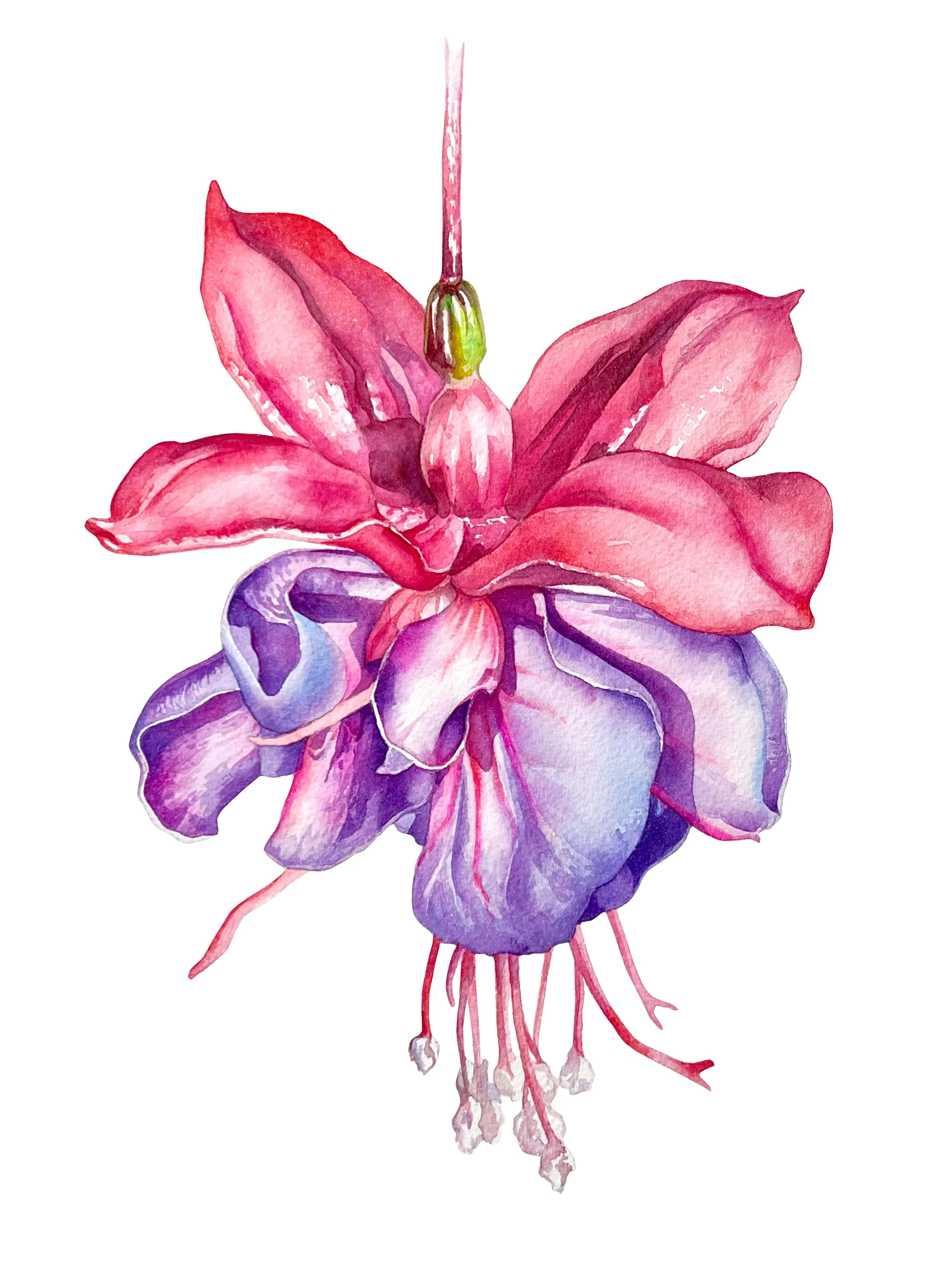 Watercolor Flowers — Anna Bucciarelli