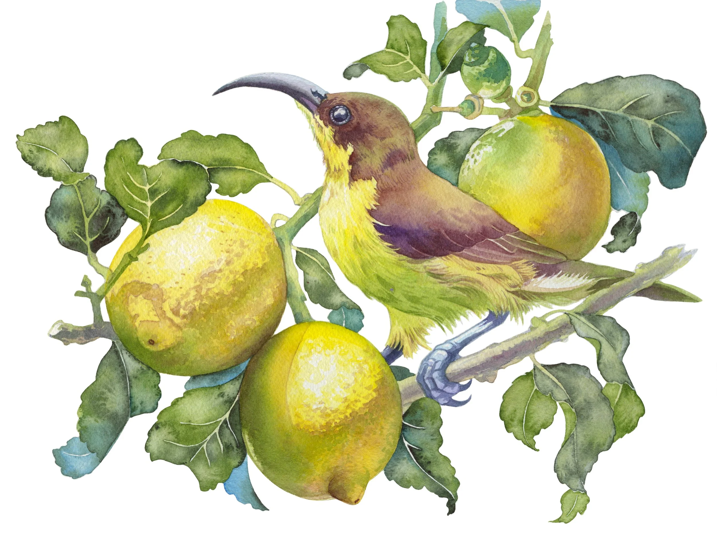 Watercolor Classes — Anna Bucciarelli
